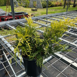 Gold Star Juniper Plants Gold Star Juniper - 3 Live Plants - Juniperus ...