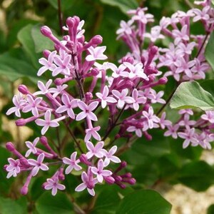 Syringa X 'red Pixie' - Lilac - Live Plant - 1 Gallon Pot - Etsy