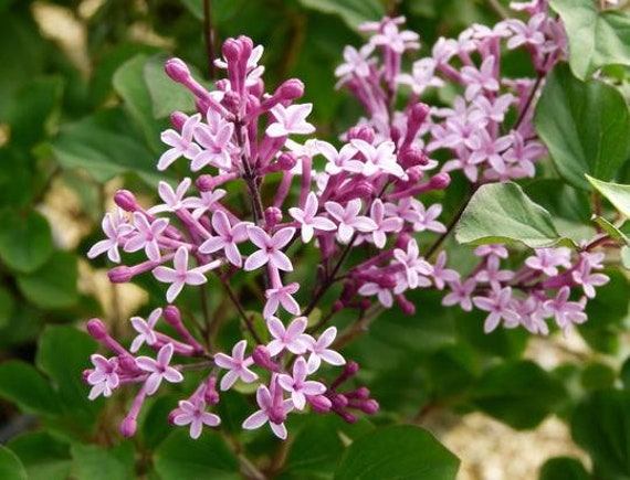 Syringa X red Pixie Lilac Live Plant 1 Gallon Pot - Etsy