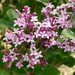 Syringa X red Pixie Lilac Live Plant 1 Gallon Pot - Etsy