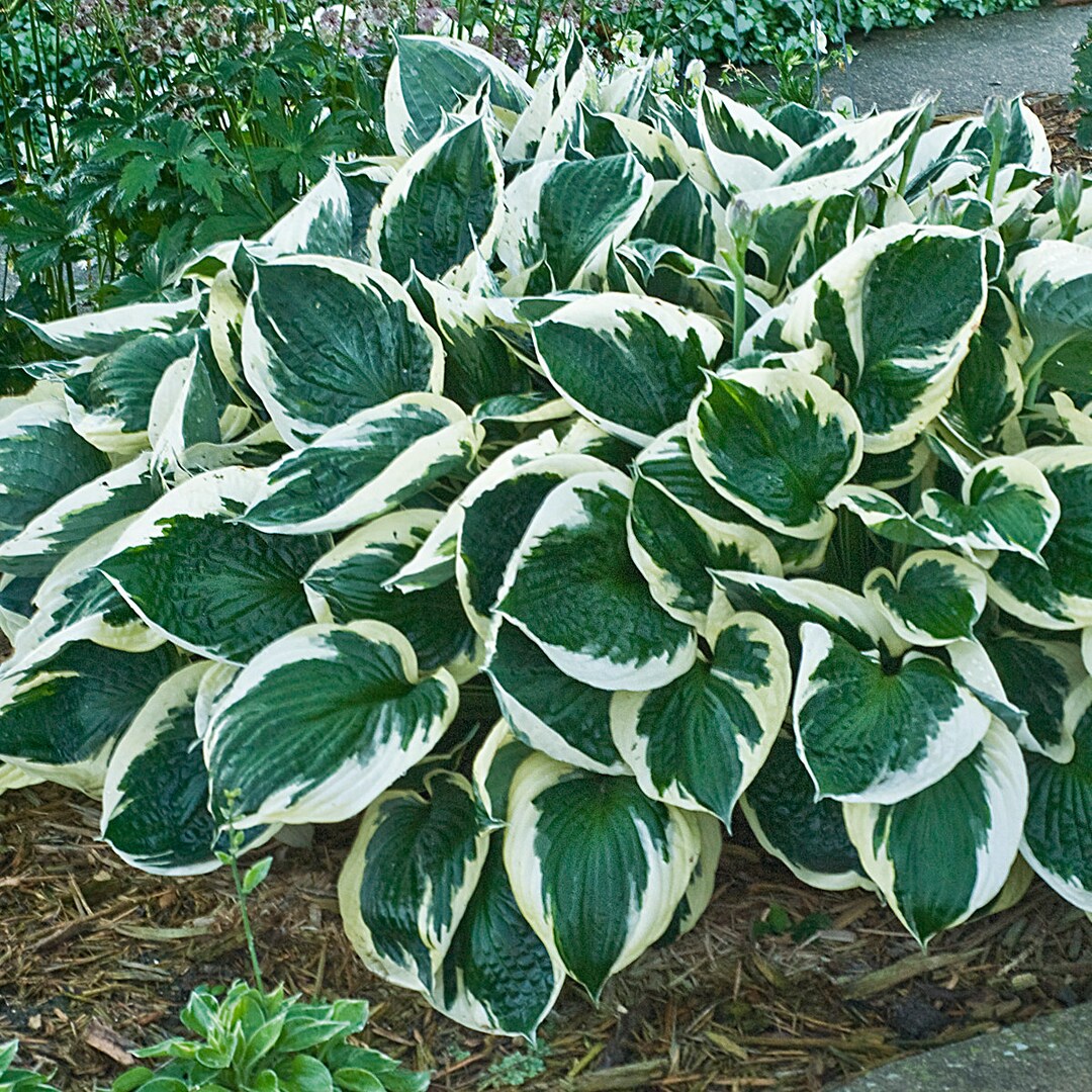 Hosta 'minuteman' 3" Pot Size Starter Plant - Etsy