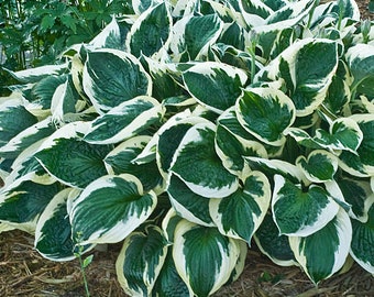 Hosta 'afterglow' 3 Pot Size Starter Plant - Etsy
