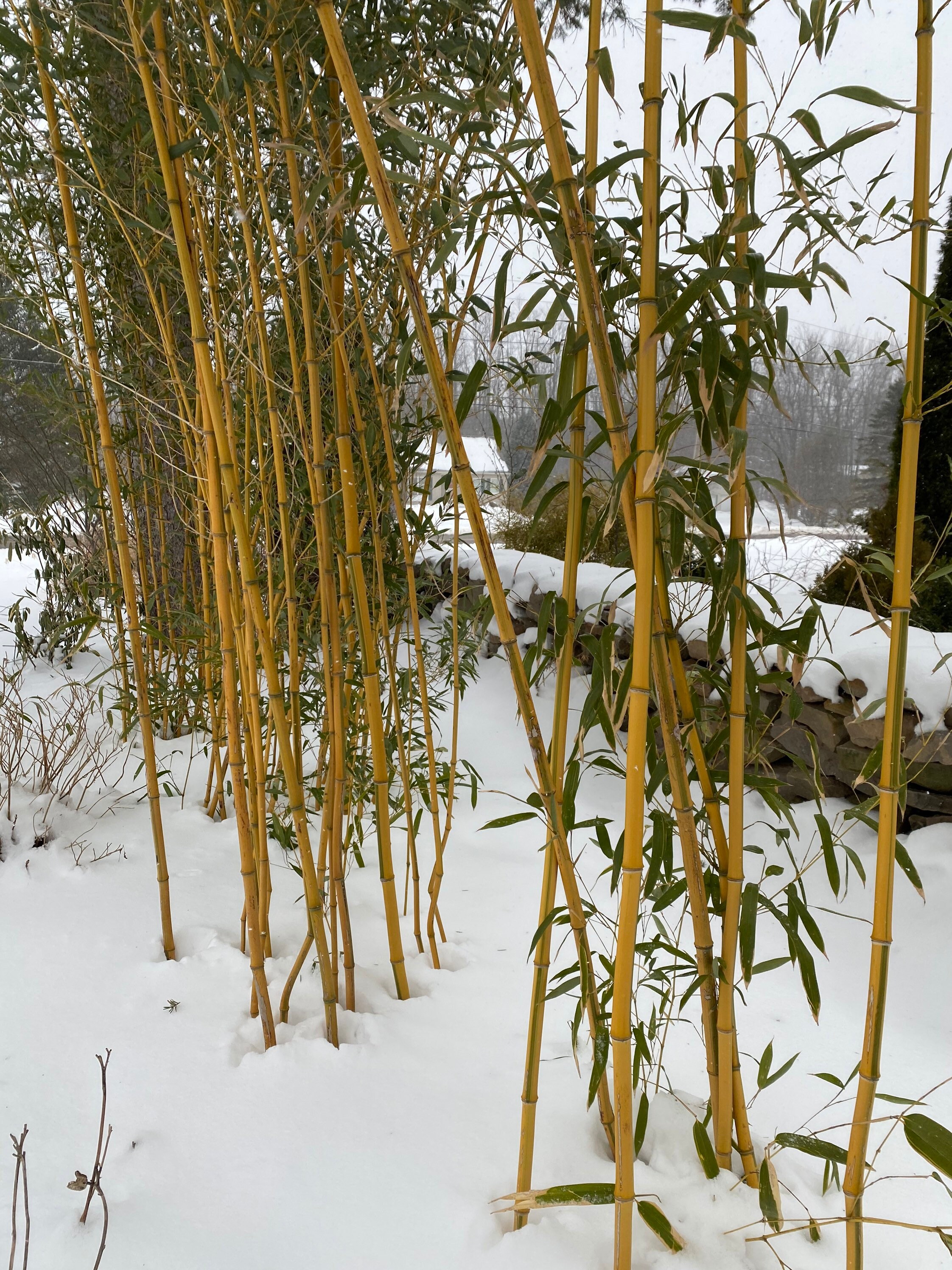 Phyllostachys Aureosulcata 'spectabilis' Bamboo Live - Etsy Ireland