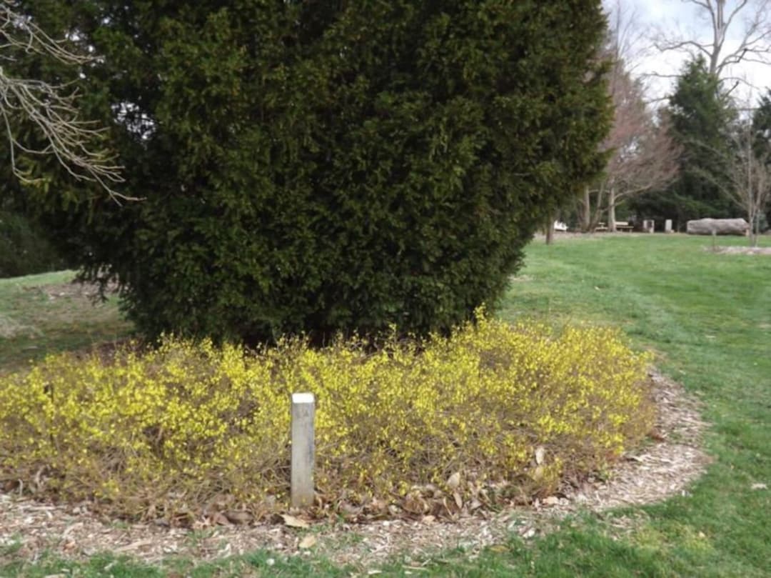 Forsythia Viridissima 'bronxensis' - Dwarf Groundcover Forsythia - Live ...