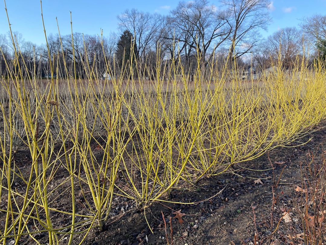 Cornus Sericea 'flaviramea' - Yellow Twig Dogwood - 2 Gallon Pot - Etsy
