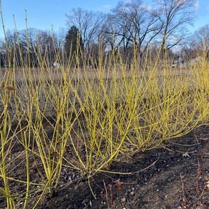 Cornus Alba 'bud's Yellow' - Yellow Twig Dogwood - 4" Pot Size Live ...