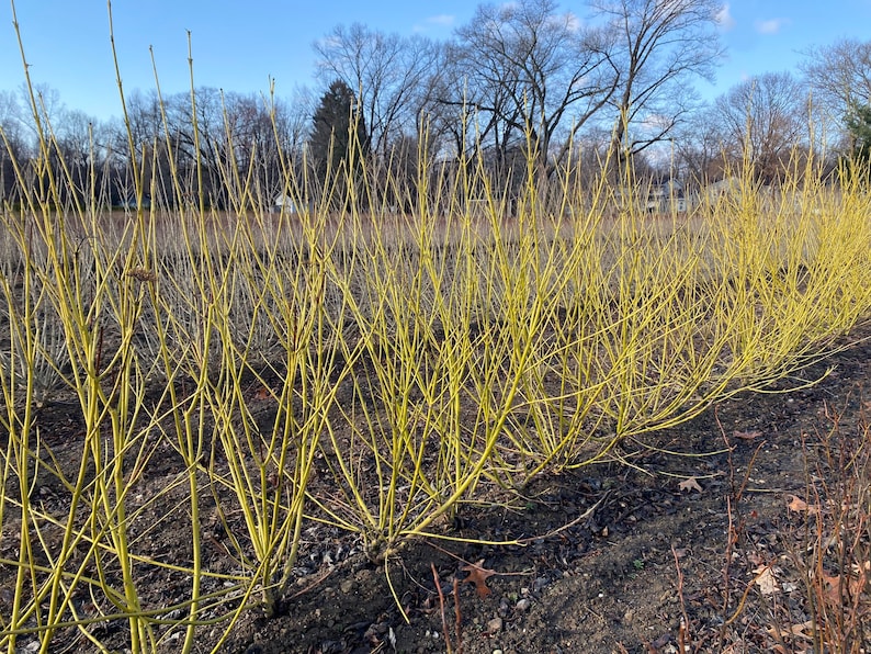 Cornus Alba 'bud's Yellow' - Yellow Twig Dogwood - 4" Pot Size Live ...