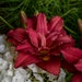 Hemerocallis 'double Pardon Me' Daylily 3 Bare Root Plants - Etsy