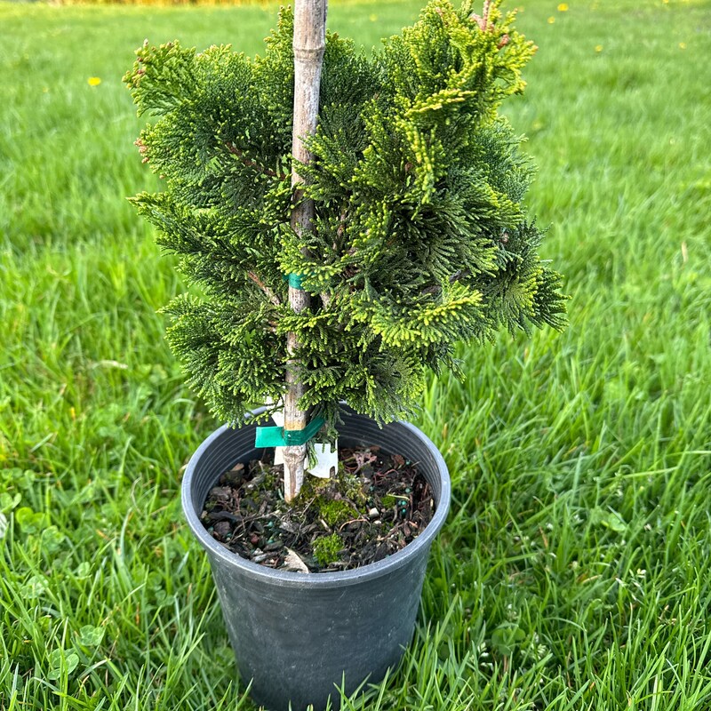Dwarf Cypress - Etsy