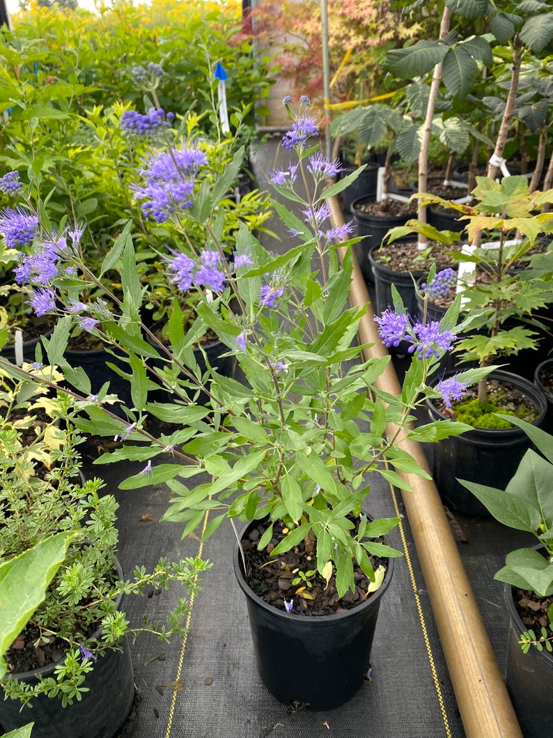 Caryopteris X Clandonensis blue Mist Blue Mist Bluebeard - Etsy