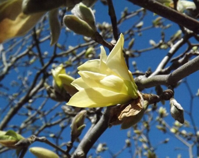 Magnolia X 'golden Gift' - Yellow Magnolia - 15" Tall - Ships Bare Root ...