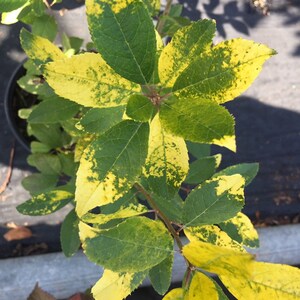 Ilex Verticillata ‘sunsplash’- Winterberry - Live Plant - 12” Tall - 1 ...