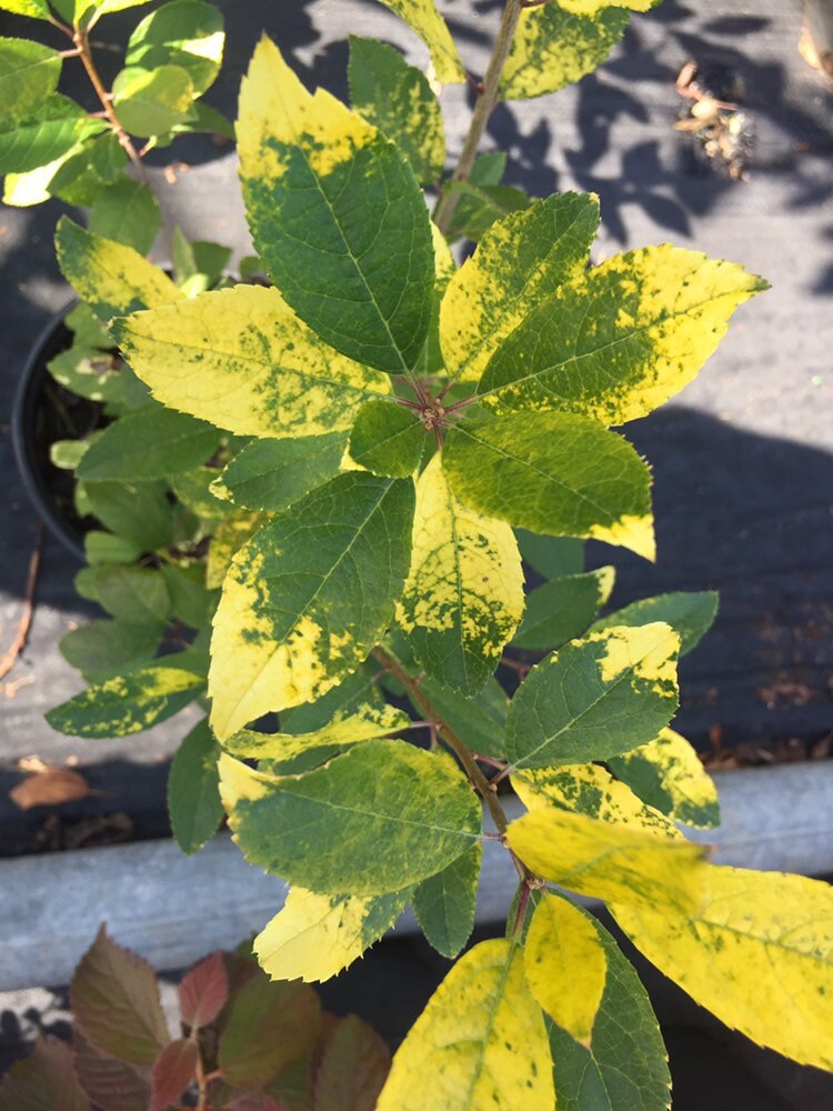 Ilex Verticillata ‘sunsplash’- Winterberry - Live Plant - 12” Tall - 1 ...