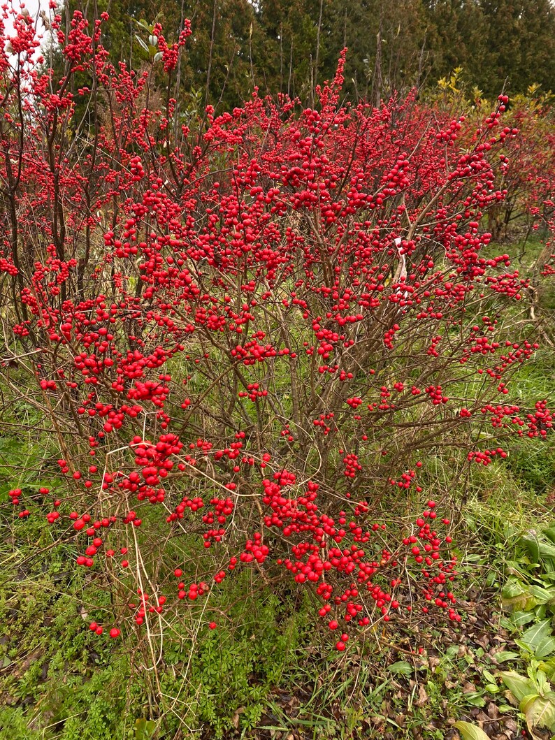 Ilex Verticillata ‘red Sprite’- Dwarf Winterberry - Live Plant - 12 ...