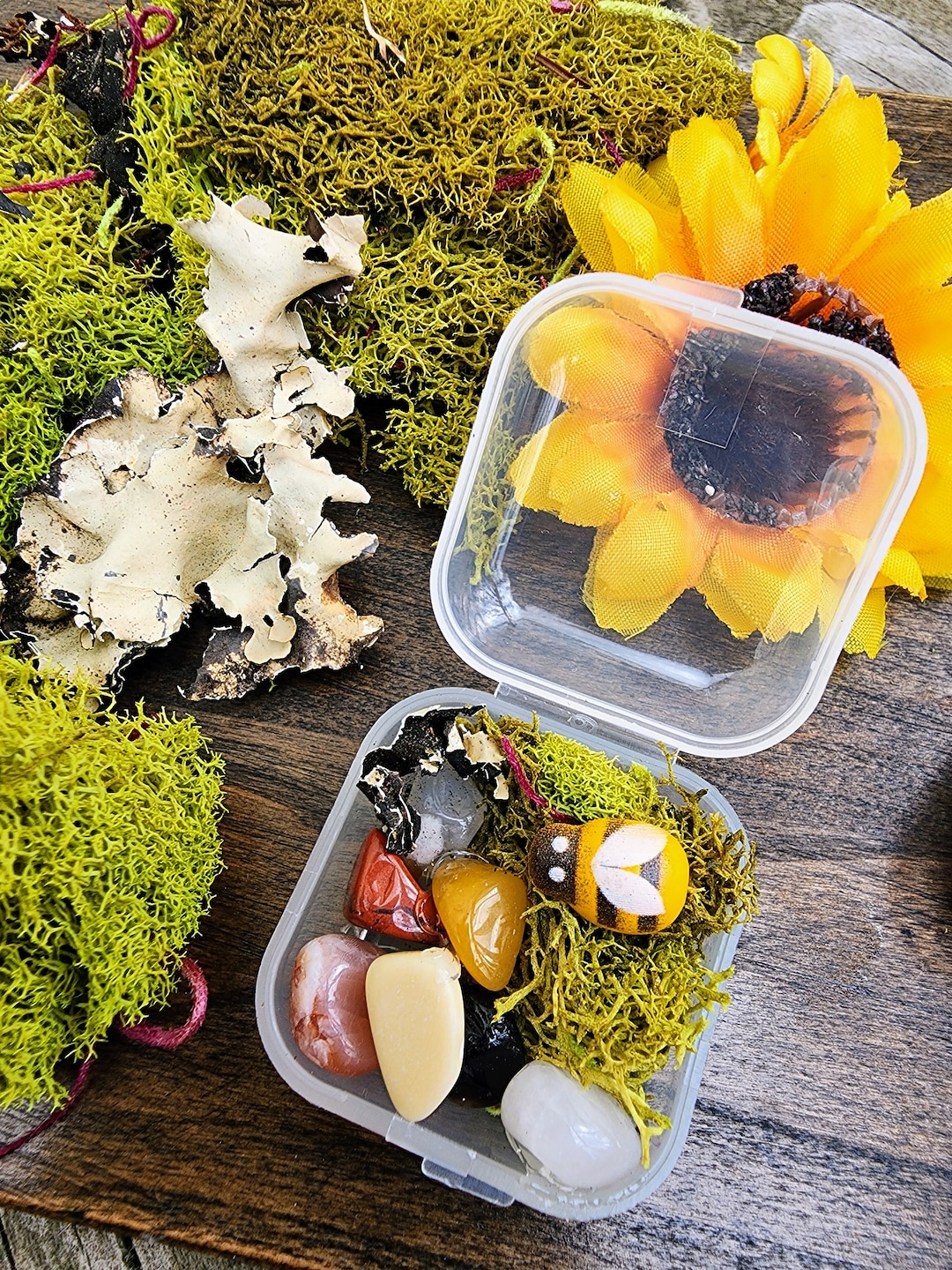 Bee Terrarium, Pet Bee, Adopt a Pet, Pocket Pet, Pocket Charm, Mini Bee ...