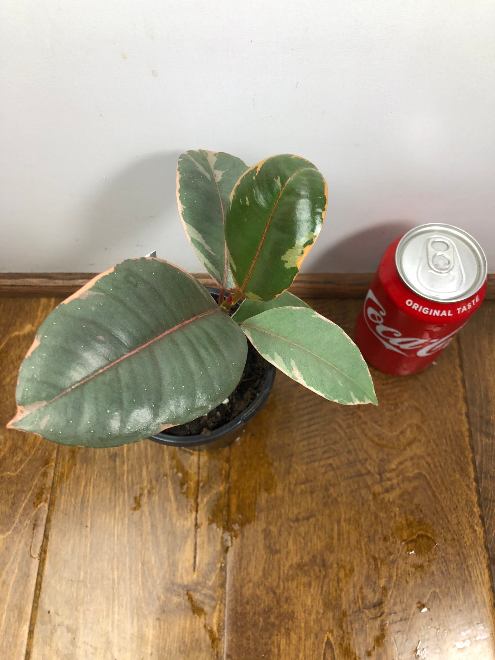 Variegated Ficus Decora ruby Pink Healthy 2 Year Old | Etsy