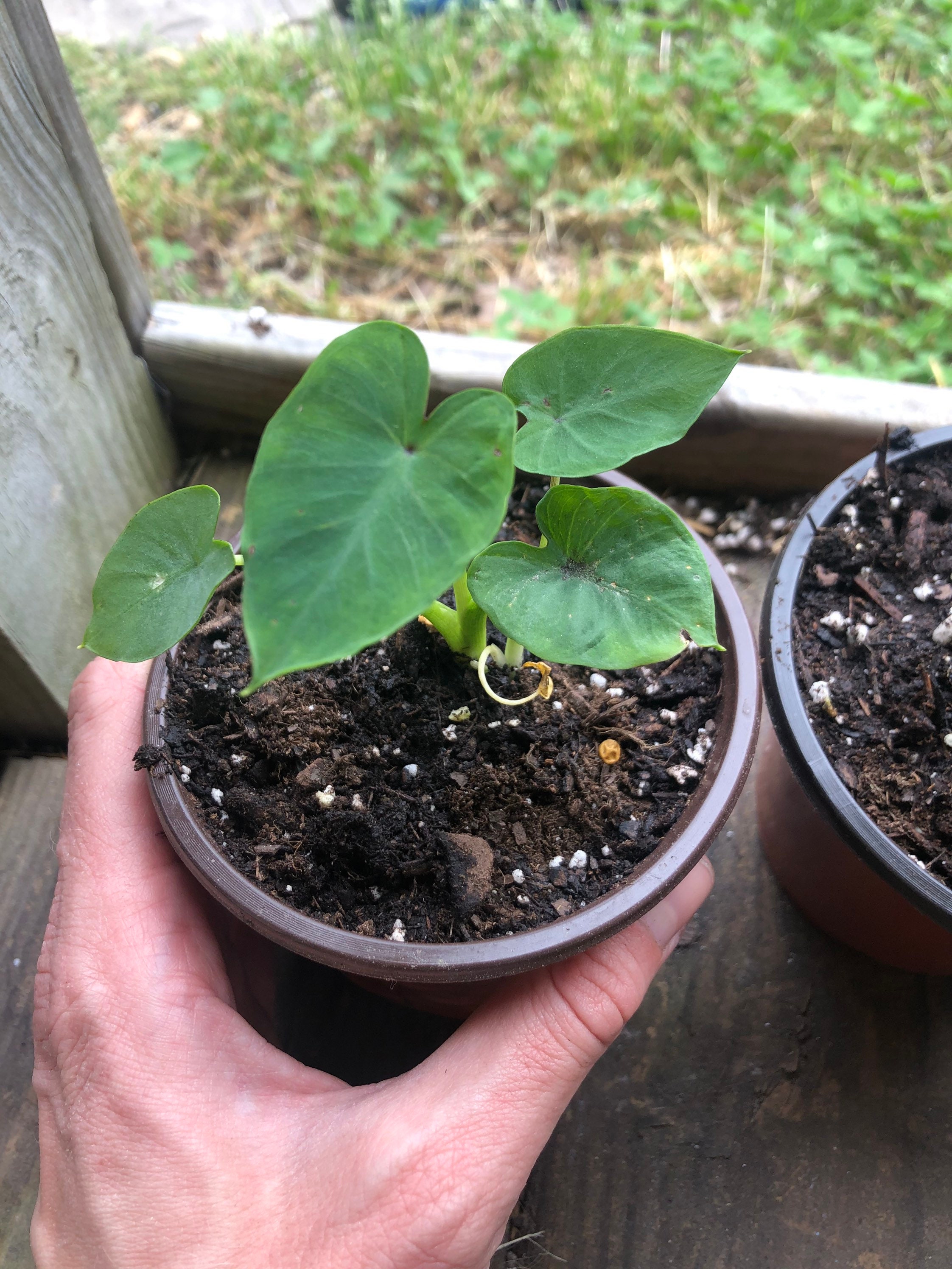 Edible Taro Bun Long 4 pot cook taro chips | Etsy