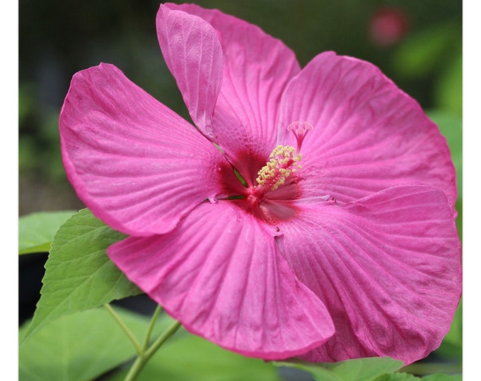 Hibiscus Luna Rose Perennial Zone 5-9 Pink Flower Starter Plant - Etsy