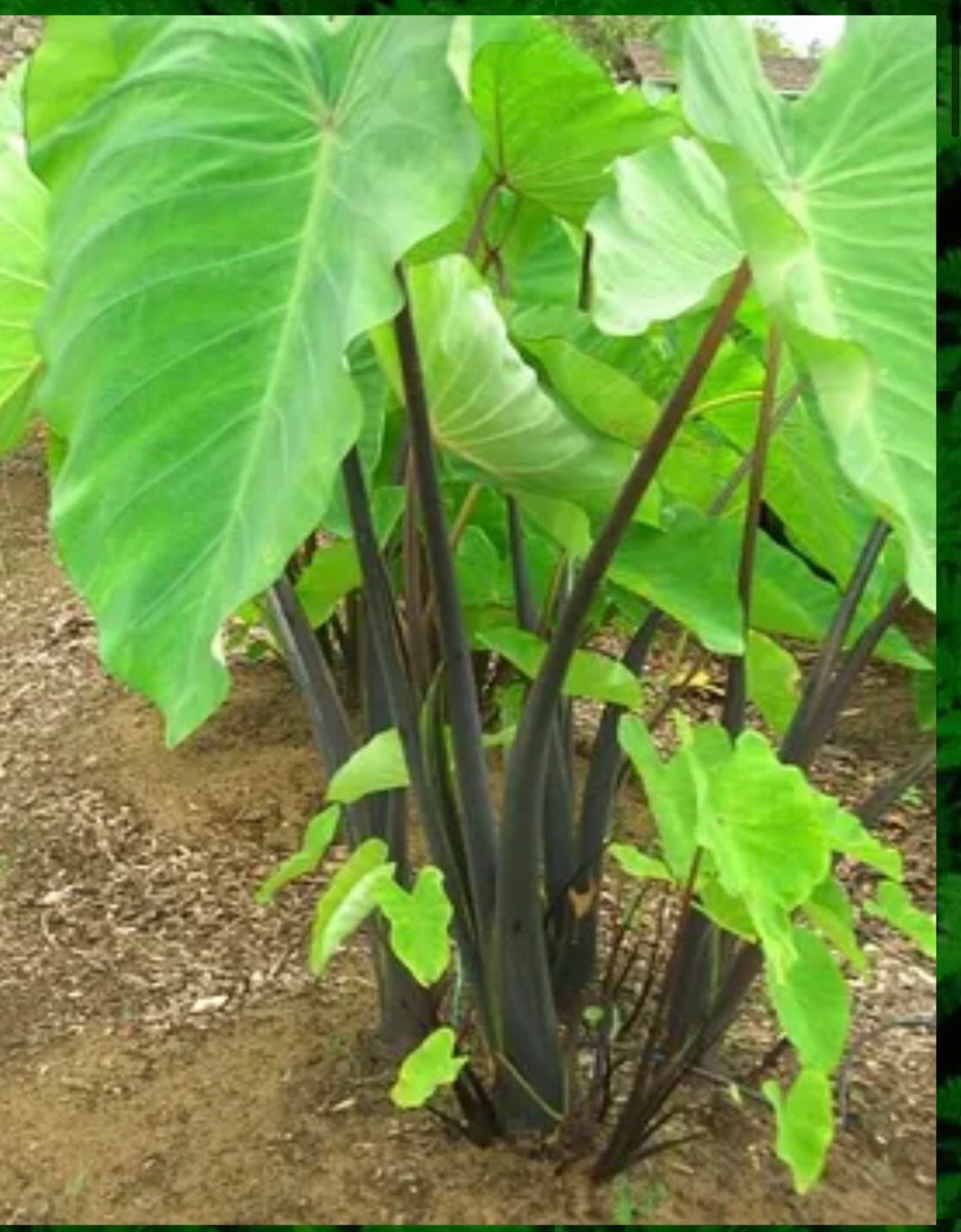Edible Taro Bun Long 4 pot cook taro chips | Etsy