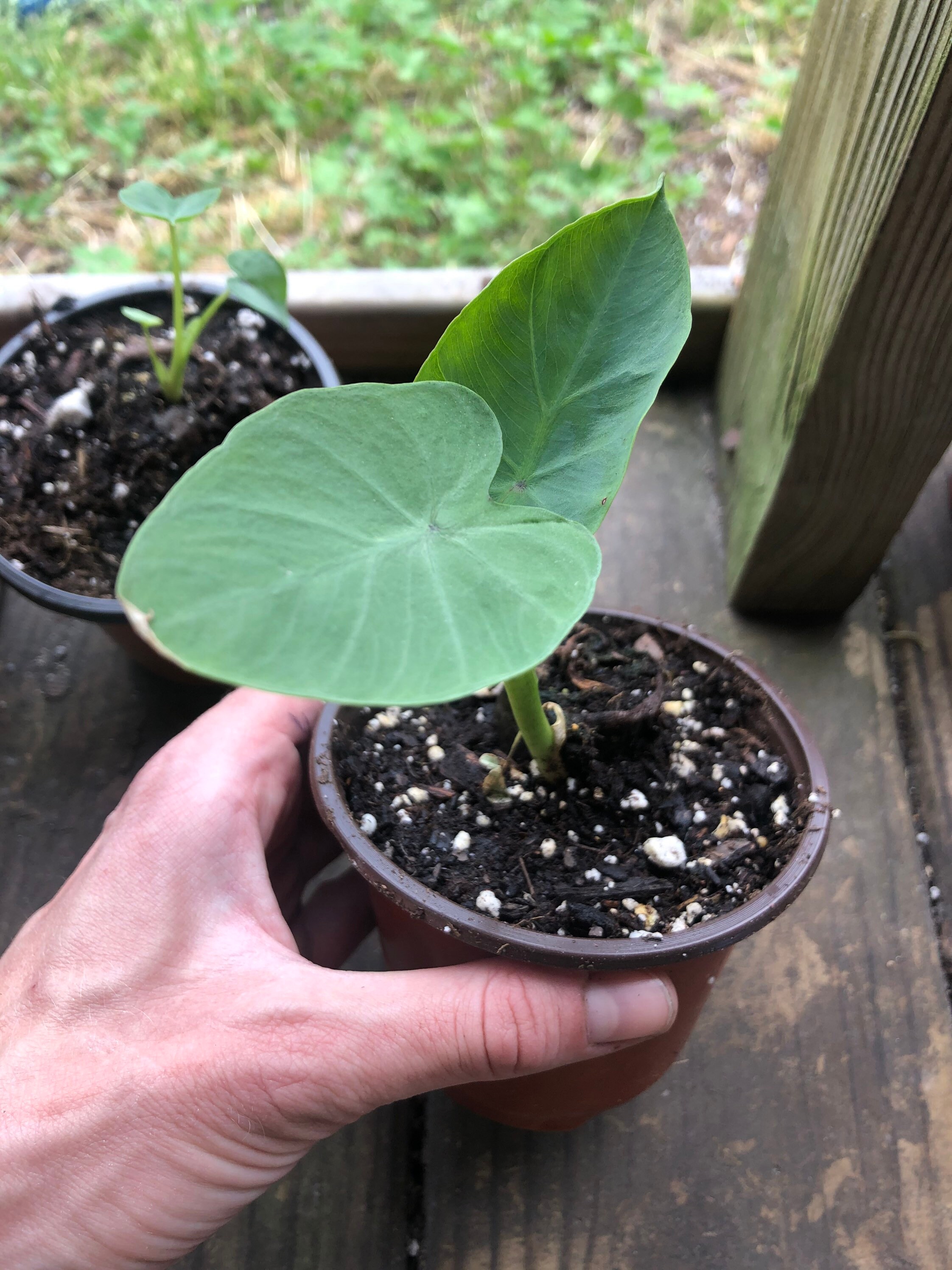 Edible Taro Bun Long 4 pot cook taro chips | Etsy