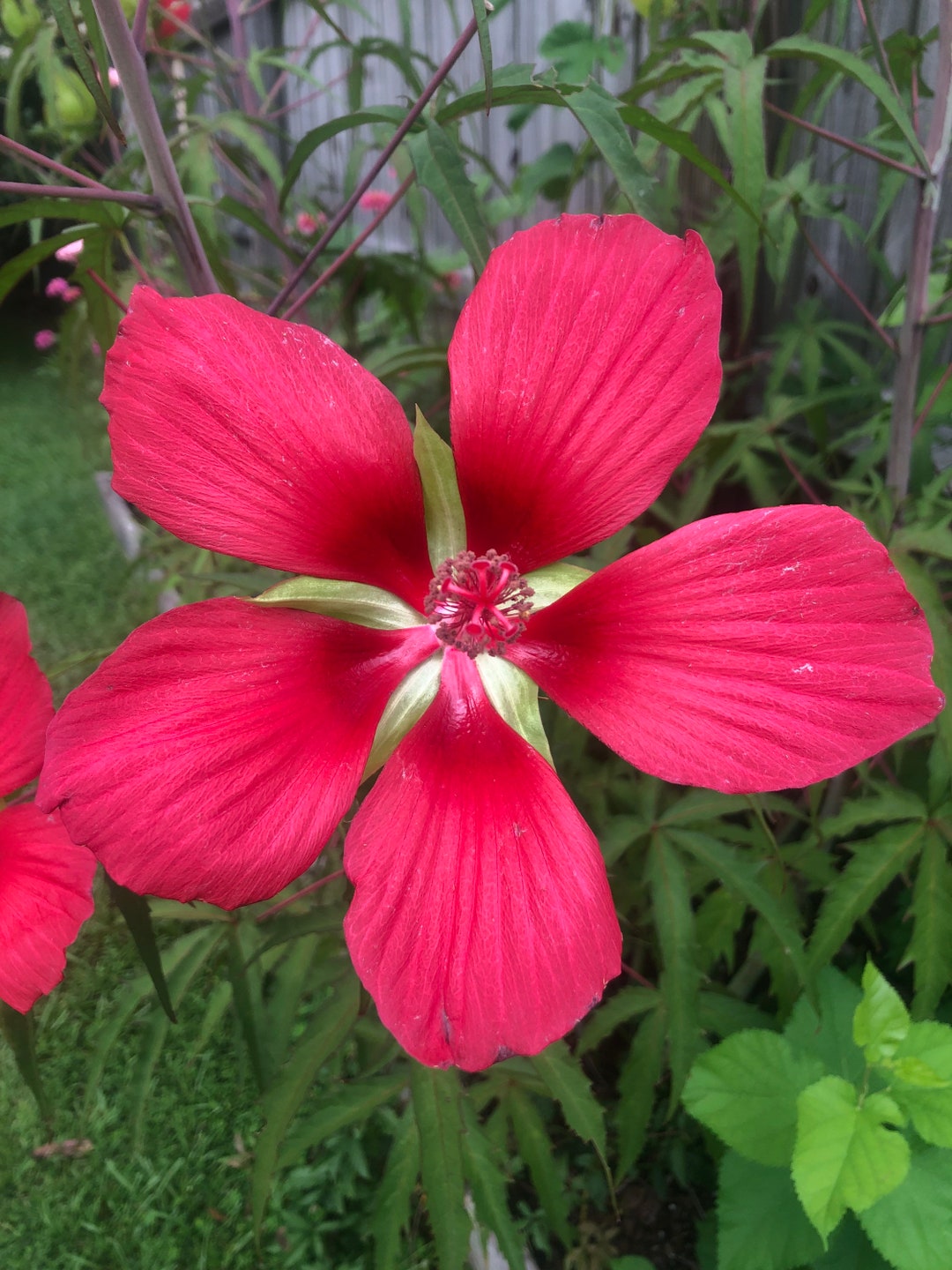 Hibiscus Red Texas Star- Perennial Cold Hardy- Wrapped Root Ball - Etsy