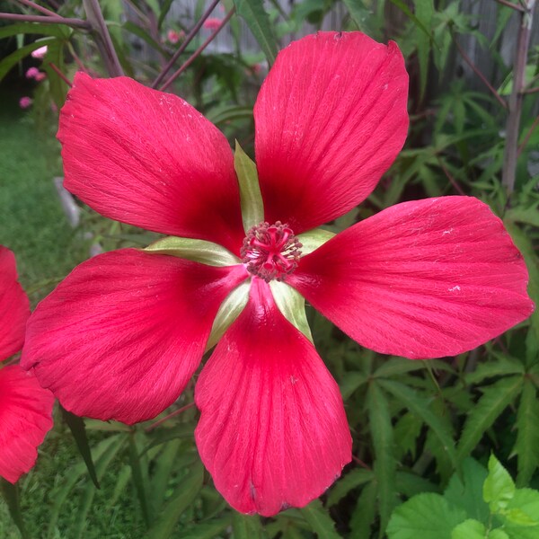 Texas Star Hibiscus - Etsy