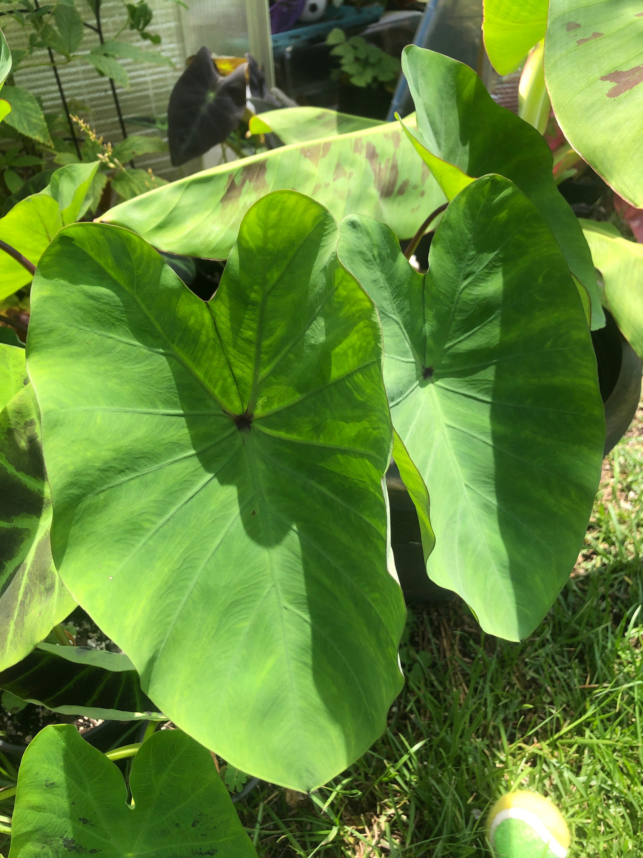 Edible Taro Bun Long 4 pot cook taro chips | Etsy