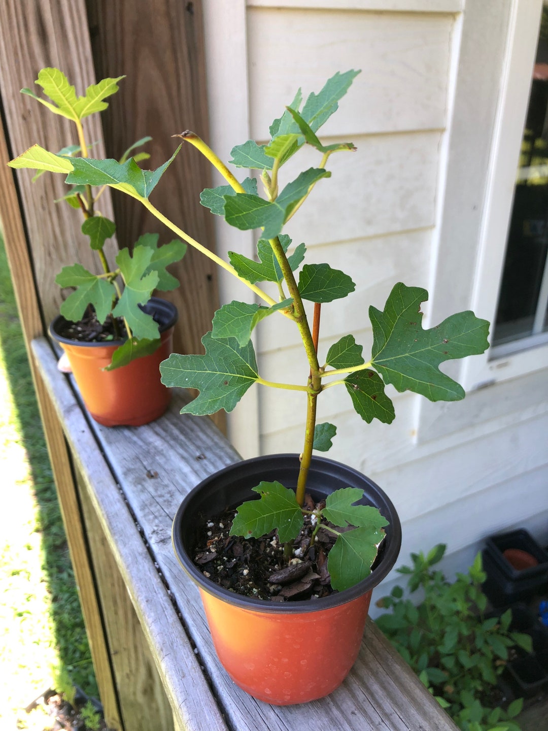 Beers Black Fig Tree Starter- Cold Hardy 7 Plus- 4” Pot - Etsy