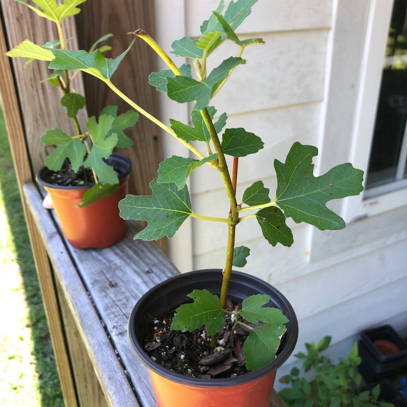 Dwarf Fig Tree - Etsy