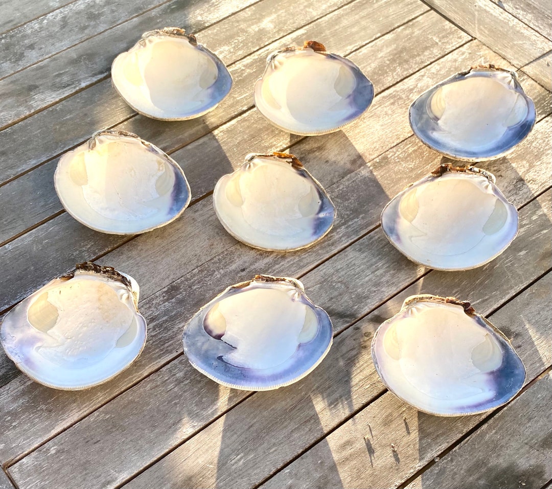 25 Count Bulk Clam quahog XL Shells From New England Shores Crafts ...