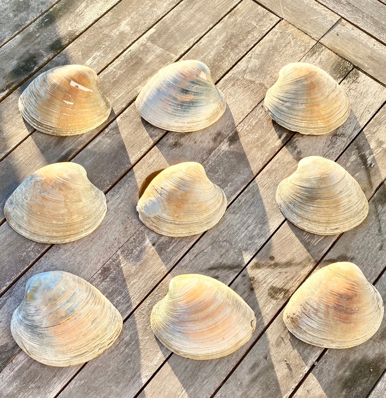 25 Count Bulk Clam quahog XL Shells From New England Shores Crafts ...