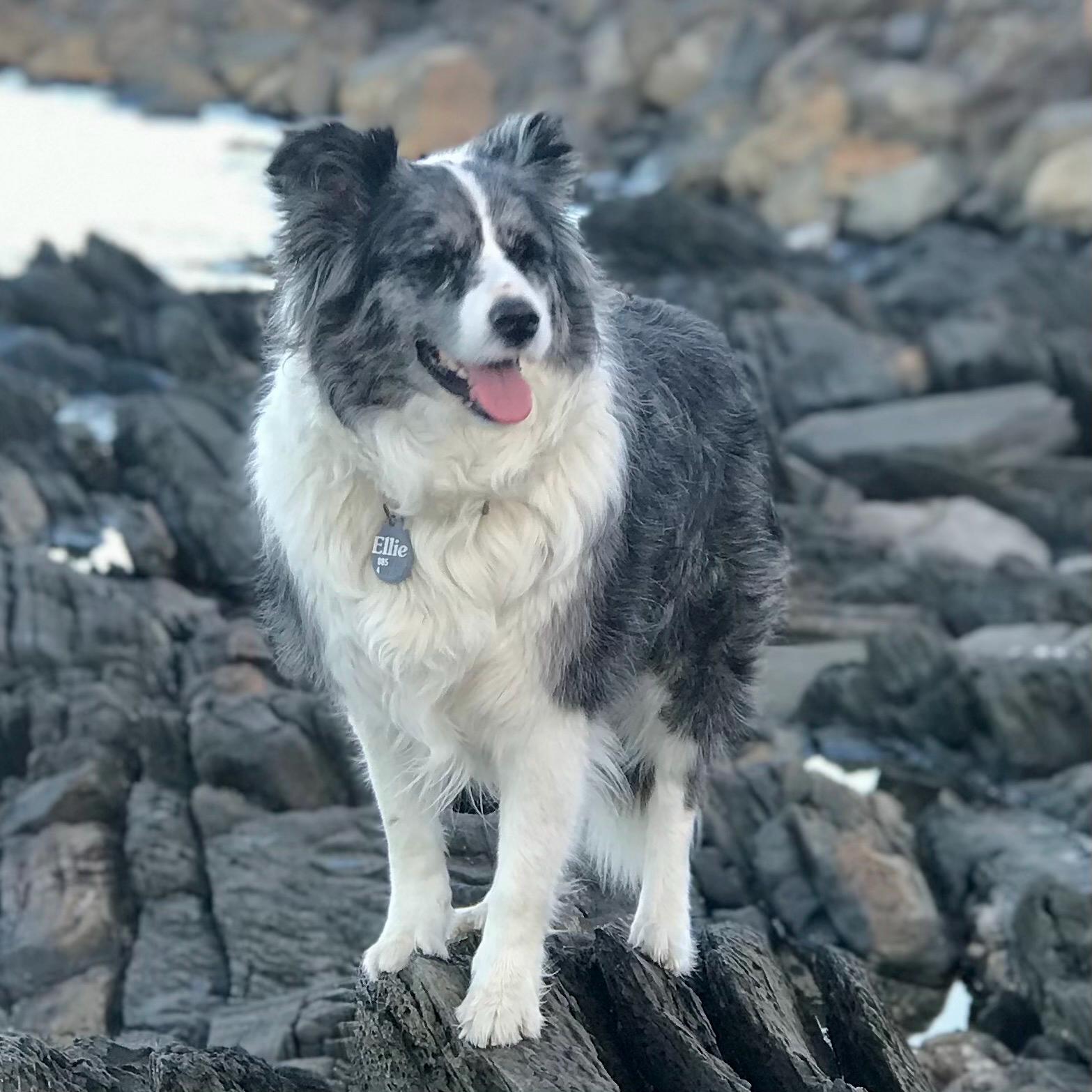 Customised 3D Printed Pet Portraits, Keyrings & Fridge Magents ...