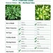 Plant & Flower Identification Template - Editable on Canva - Printable ...