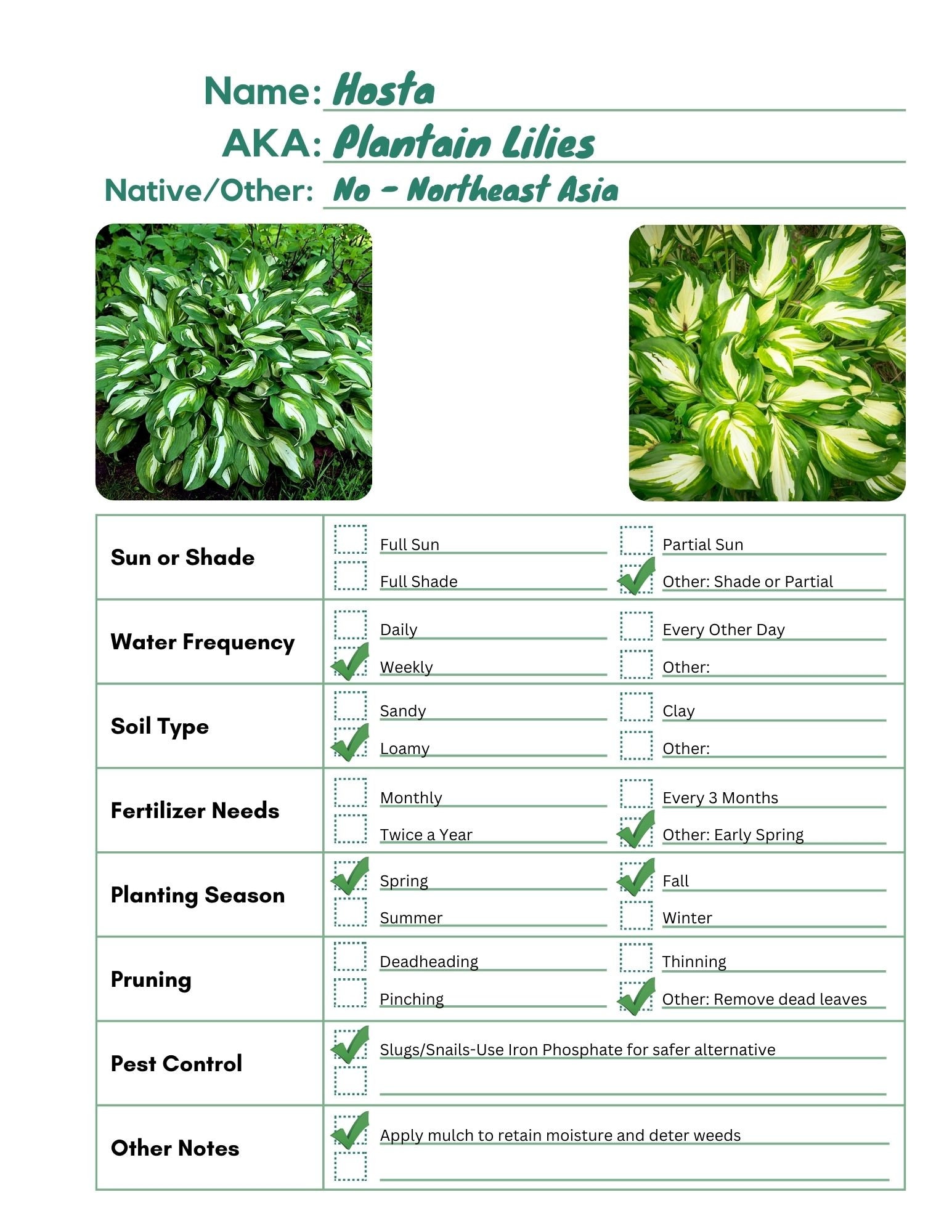 Plant & Flower Identification Template - Editable on Canva - Printable ...