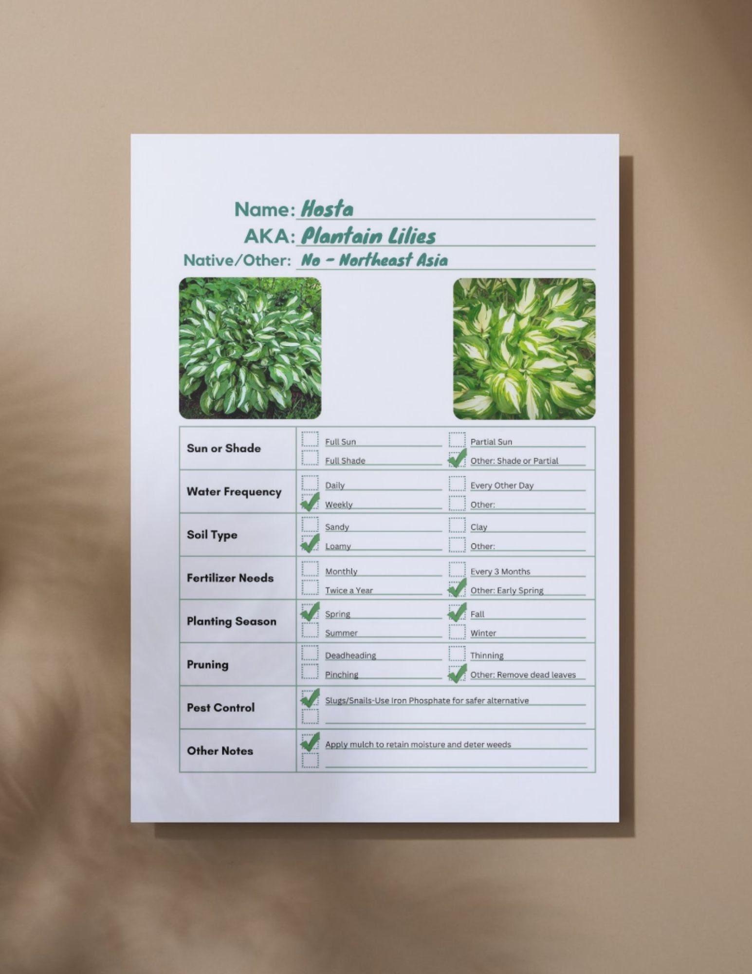 Plant & Flower Identification Template - Editable on Canva - Printable ...