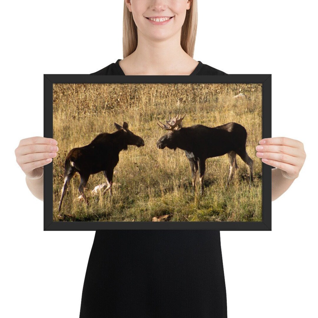 Framed Moose Poster - Etsy