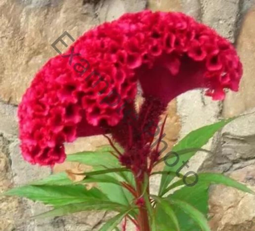 Red Twisted Celosia Seeds/25+ Twisted Celosia Seeds/dried Flower Seeds ...