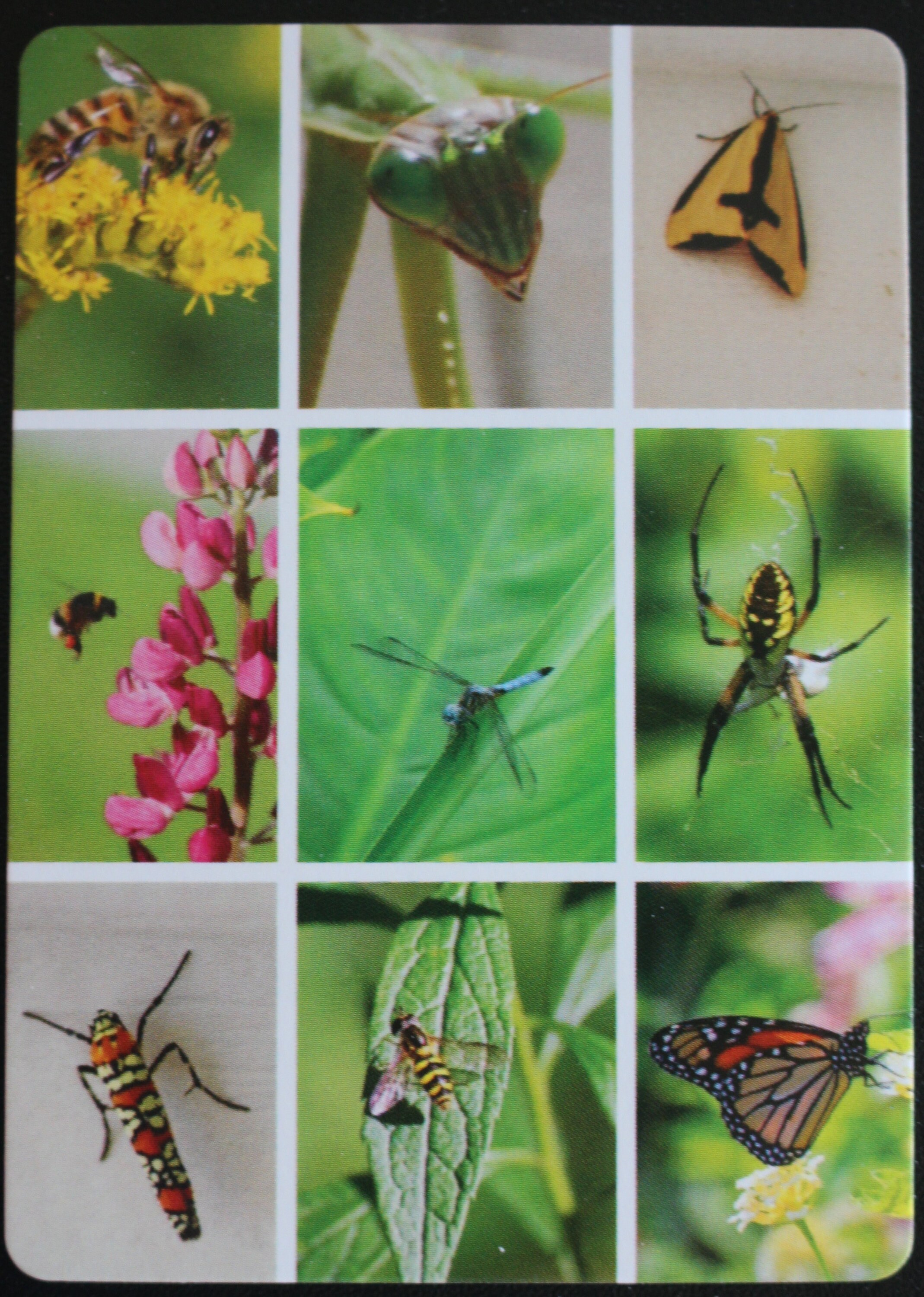 Insect Playing Cards - Etsy