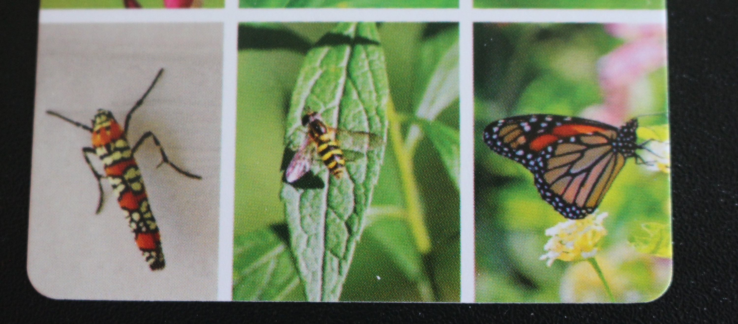 Insect Playing Cards - Etsy