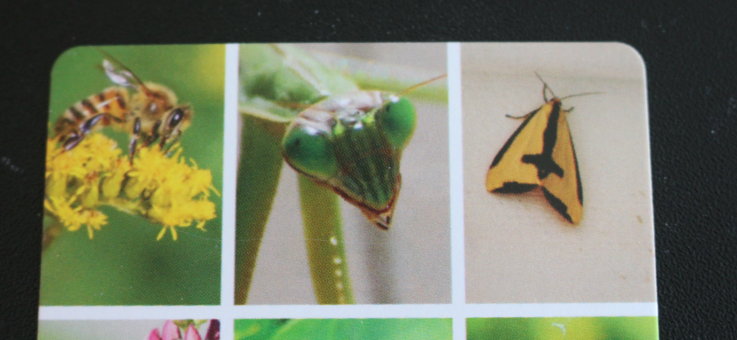 Insect Playing Cards - Etsy