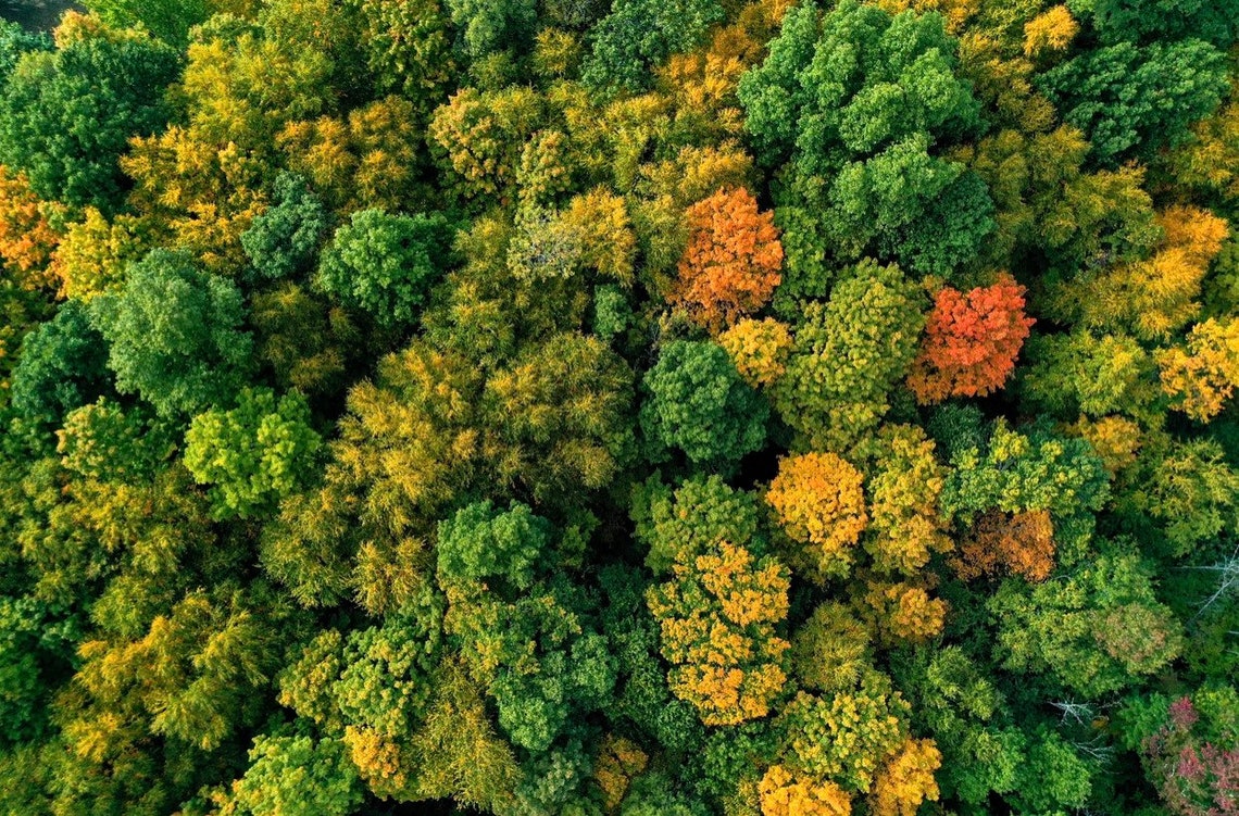 Aerial Trees Photography Print, Fall Foliage, North Fork, New York ...