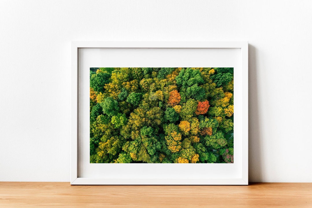 Aerial Trees Photography Print, Fall Foliage, North Fork, New York ...