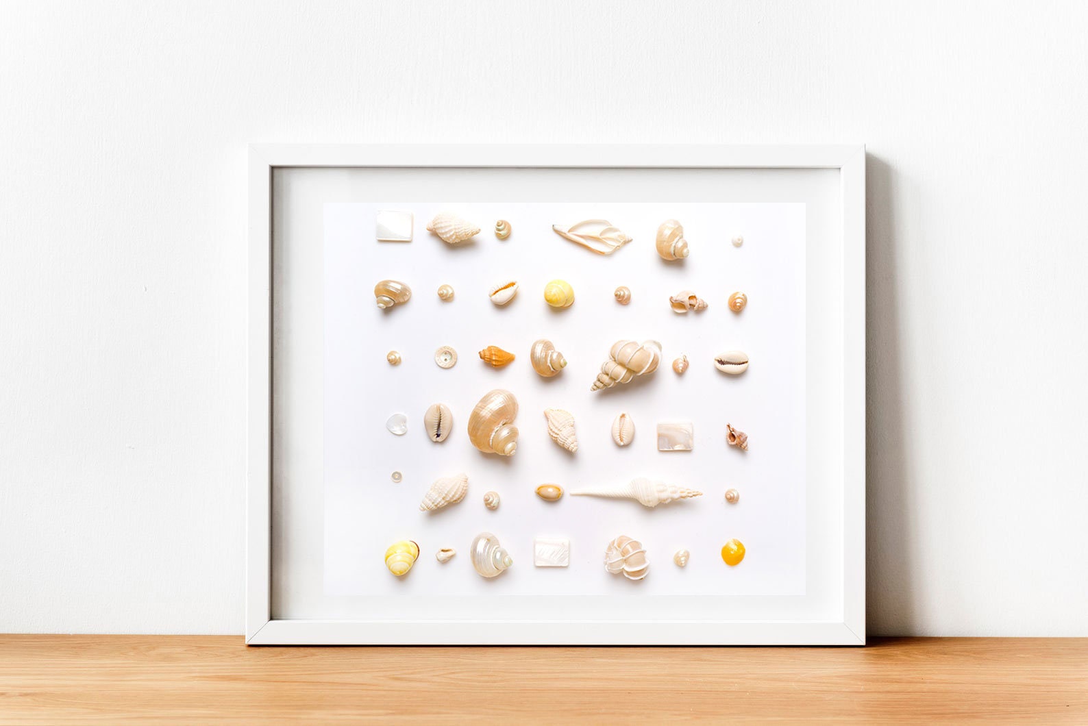 Beach Shell Wall Art Photo, Beach Photography, Beach House Decor, Shell ...