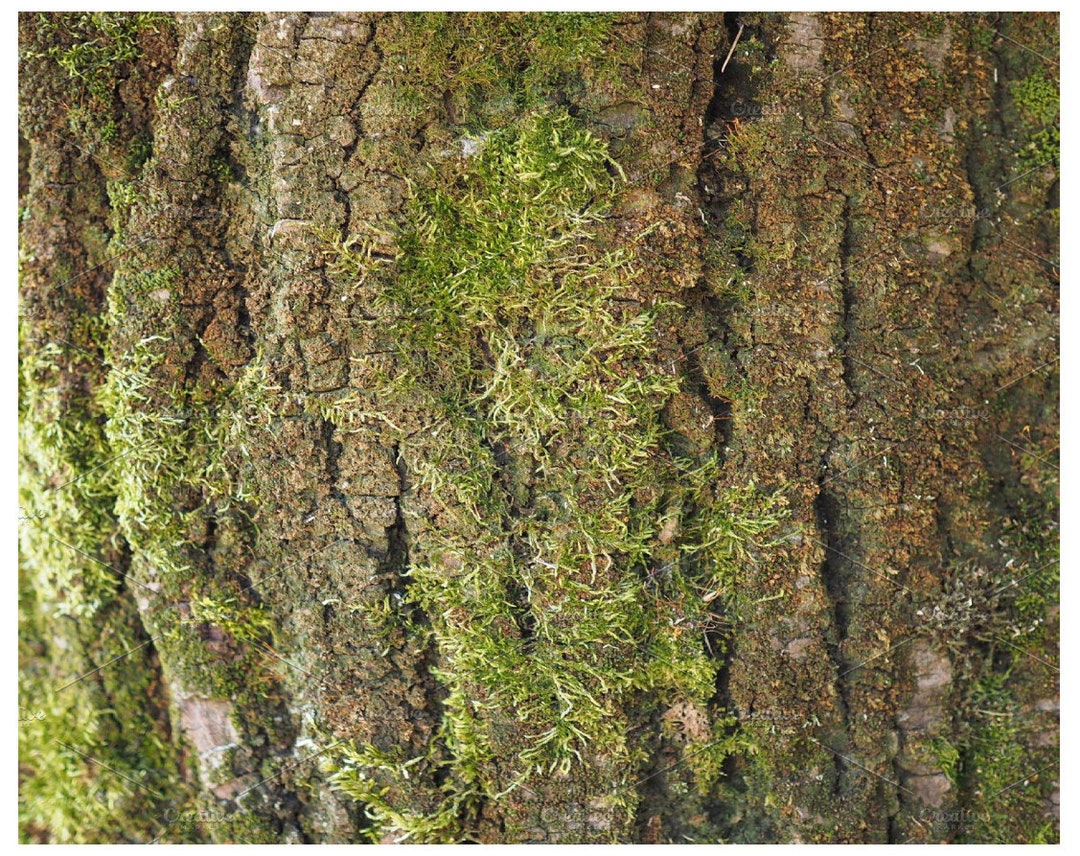 Edible Tree Bark Cake Toppers Cake Rings Wraps Wedding Pictures Icing ...