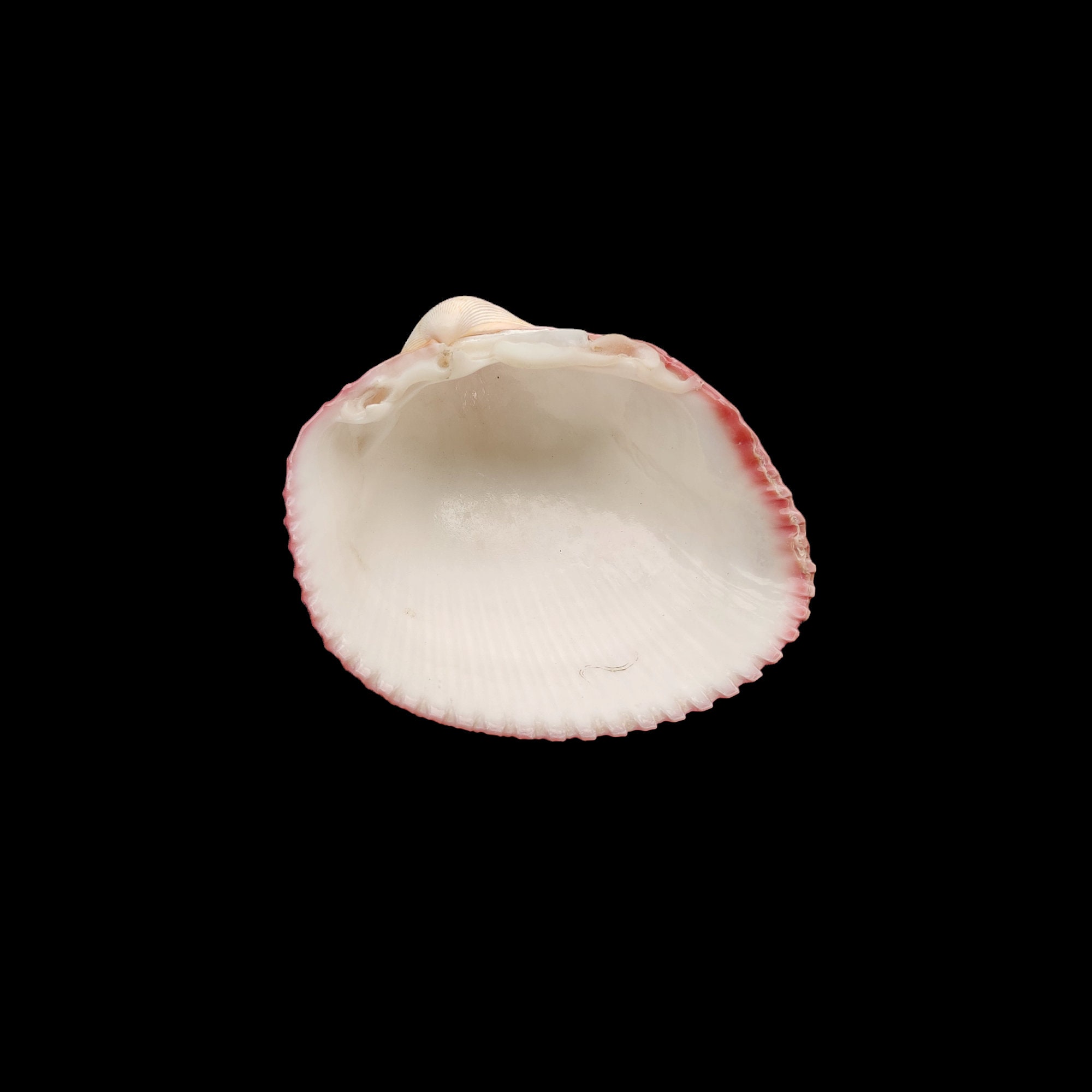 River Conch Shell, Blister Pearl Shell, Healing Sea Shell, Beach Shell ...