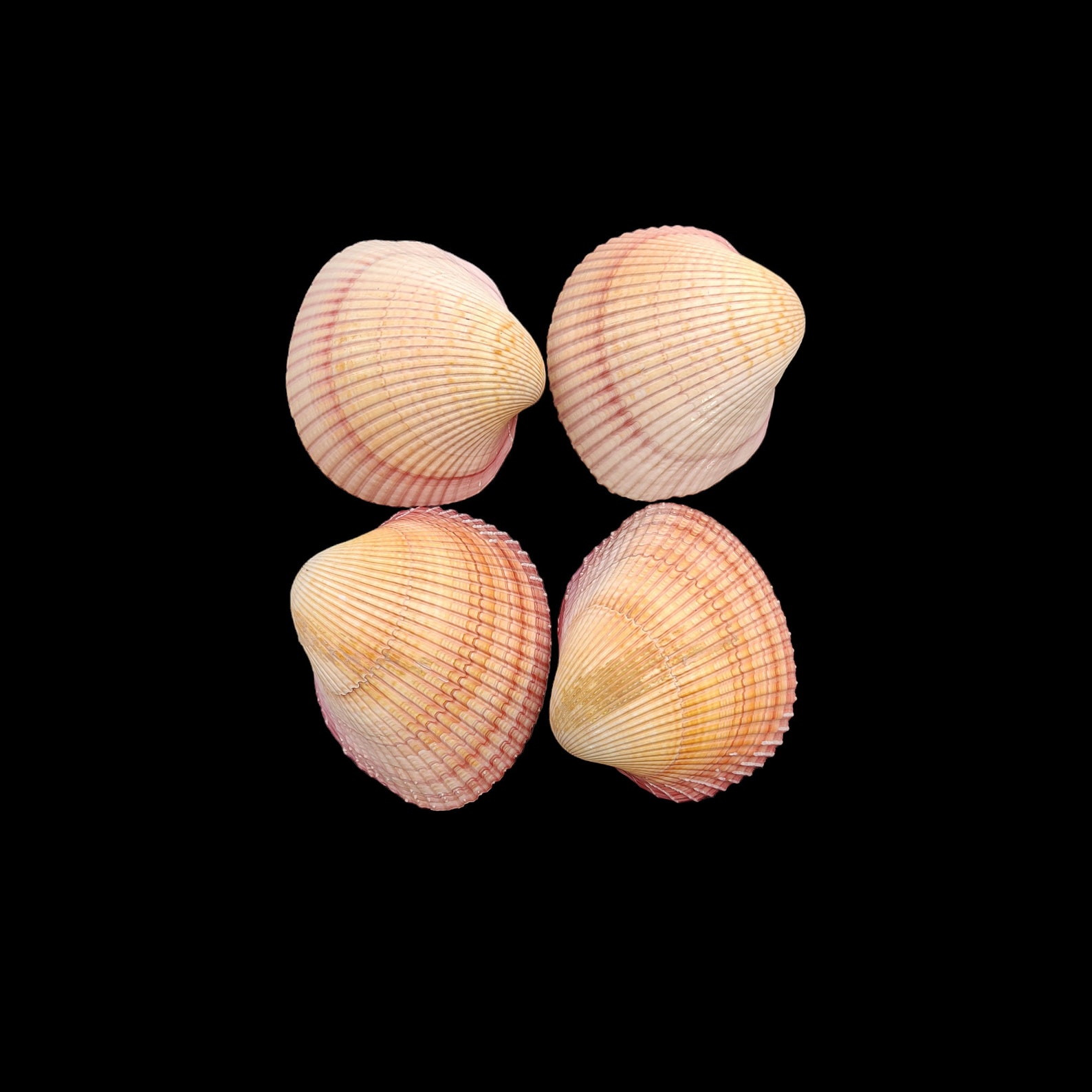 River Conch Shell, Blister Pearl Shell, Healing Sea Shell, Beach Shell ...