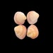 River Conch Shell, Blister Pearl Shell, Healing Sea Shell, Beach Shell ...