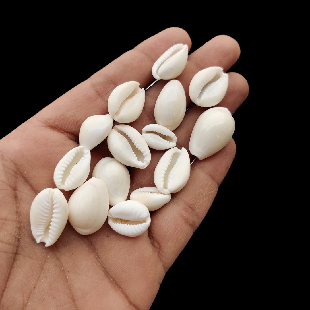 White Cowrie Shell, Blister Pearl Shell, Healing Sea Shell, Beach Shell ...