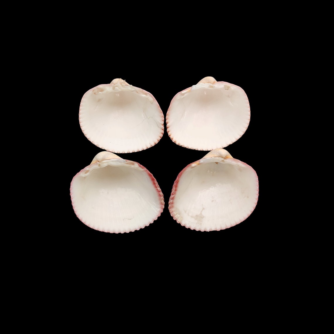 River Conch Shell, Blister Pearl Shell, Healing Sea Shell, Beach Shell ...