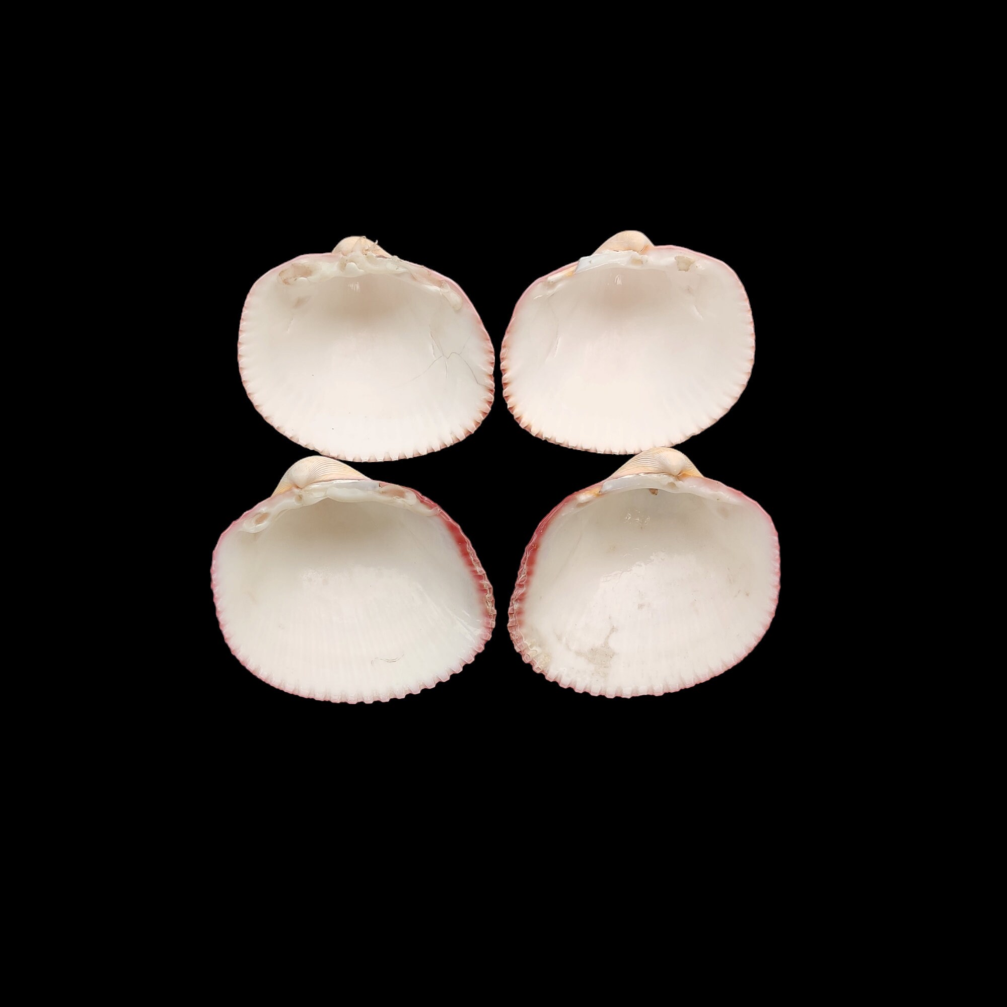 River Conch Shell, Blister Pearl Shell, Healing Sea Shell, Beach Shell ...